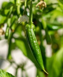10 BEST Peppers to Grow in Florida (2023) - The Gardening Dad