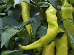 10 BEST Peppers to Grow in Texas (2023) - The Gardening Dad