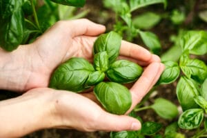How to Grow Basil from Seed in 5 EASY Steps (2023 Guide)