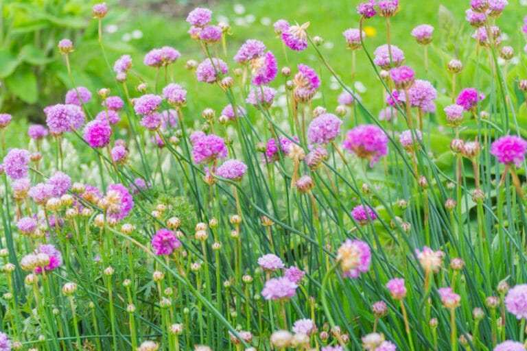 10 Common Perennial Herbs in Ohio (2023 Guide) - The Gardening Dad