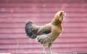 10 BEST Chicken Breeds for Minnesota (2023 Guide) - The Gardening Dad