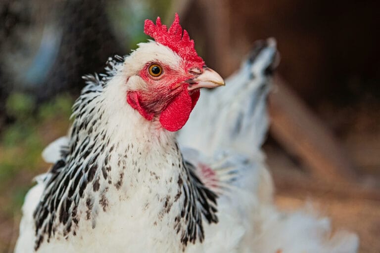 10 BEST Docile Chickens (2023 Guide) - The Gardening Dad