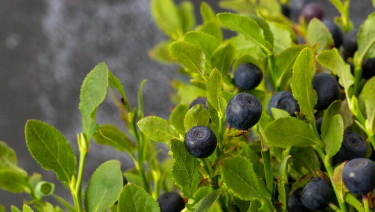 10 BEST Blueberries to Grow in Wisconsin (2023 Guide) - The Gardening Dad