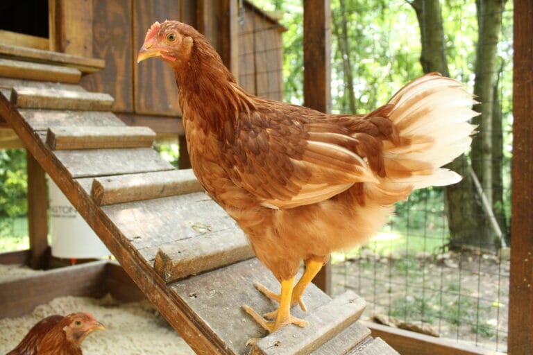 10 BEST Docile Chickens (2023 Guide) - The Gardening Dad
