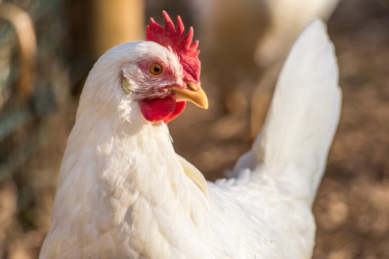 10 BEST Chicken Breeds for Minnesota (2023 Guide) - The Gardening Dad