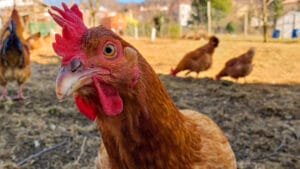 10 BEST Docile Chickens (2023 Guide) - The Gardening Dad