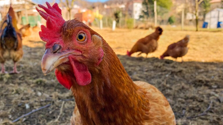 10 BEST Docile Chickens (2023 Guide) - The Gardening Dad