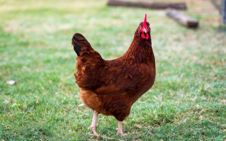 10 BEST Docile Chickens (2023 Guide) - The Gardening Dad