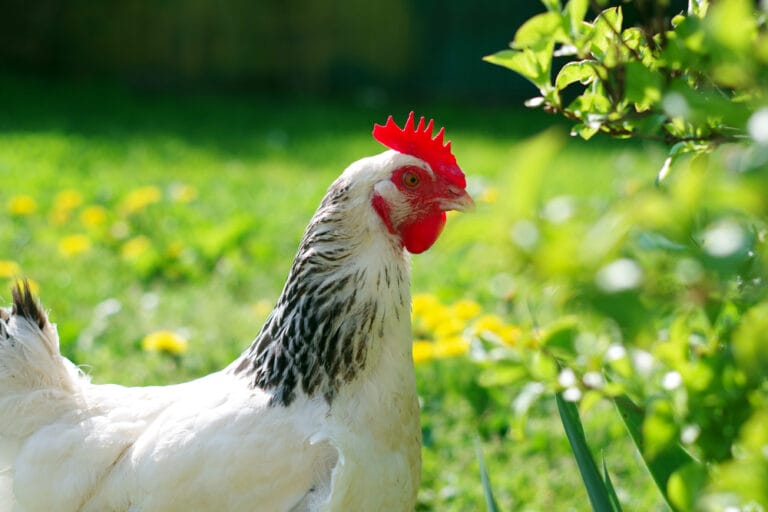 10 BEST Docile Chickens (2023 Guide) - The Gardening Dad