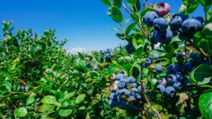 10 Best Blueberries to Grow in Ohio (2023 Guide) - The Gardening Dad