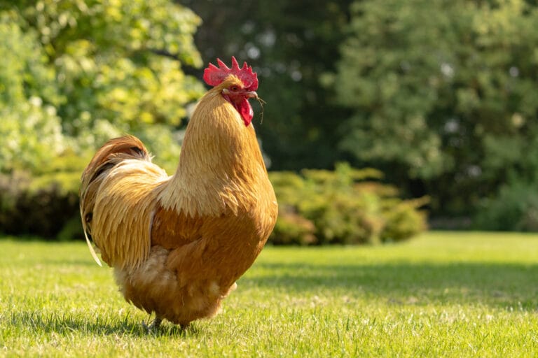 10 BEST Docile Chickens (2023 Guide) - The Gardening Dad