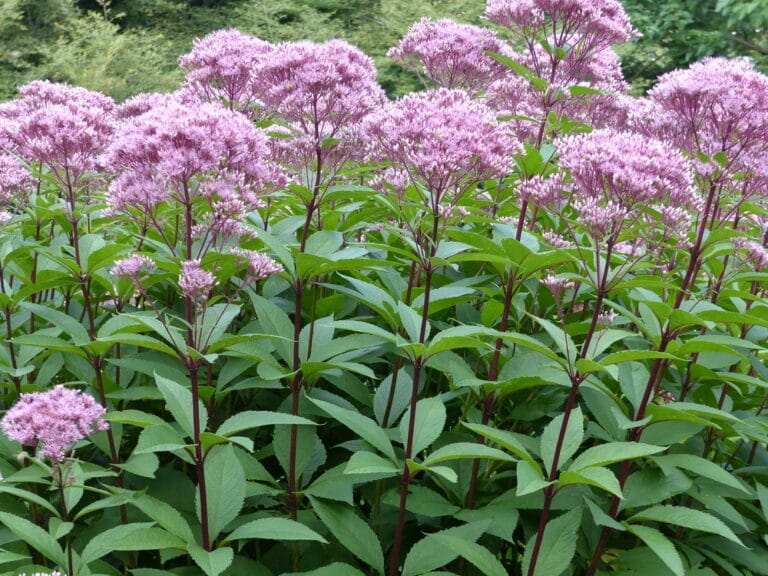 10 Native Connecticut Perennial Flowers (2023 Guide) - The Gardening Dad