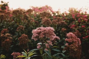 10 Native Maine Perennial Flowers (2023 Guide) - The Gardening Dad
