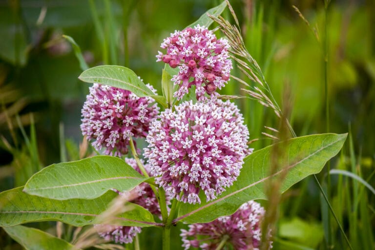 10 Native Indiana Perennial Flowers (2023 Guide) - The Gardening Dad