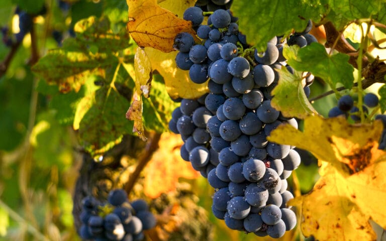 10 BEST Grapes to Grow in South Carolina (2023 Guide) - The Gardening Dad