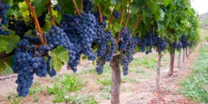 10 BEST Grapes to Grow in Michigan (2023 Guide) - The Gardening Dad