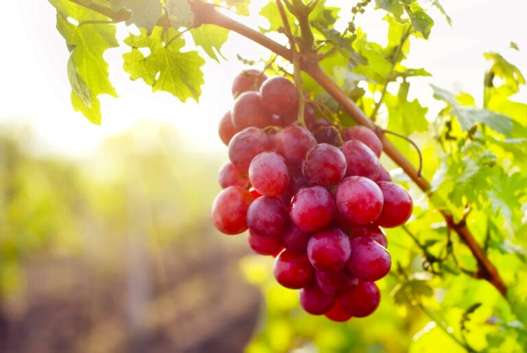 10 BEST Grapes to Grow in Texas (2023 Guide) - The Gardening Dad