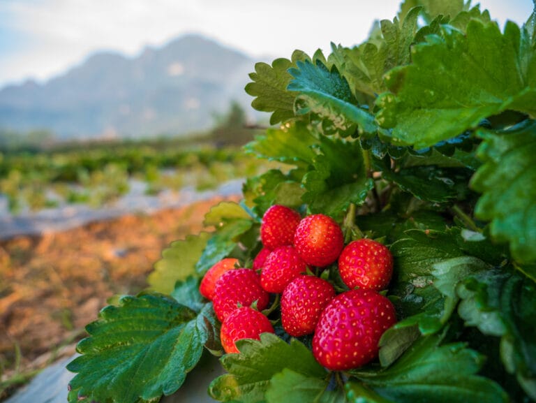10 BEST Strawberries to Grow in California (2023 Guide) - The Gardening Dad