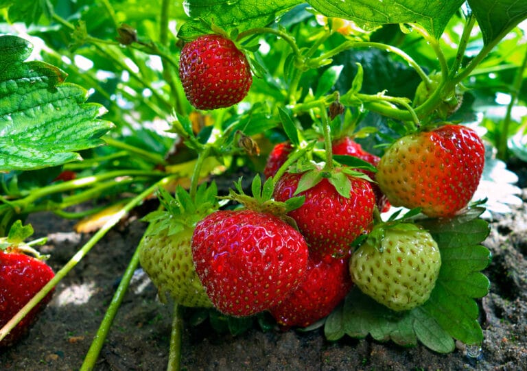 10 BEST Fruits and Vegetables to Grow in Alabama (2023 Guide) - The ...