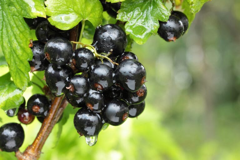 10 BEST Berries to Grow in Ohio (2023 Guide) - The Gardening Dad