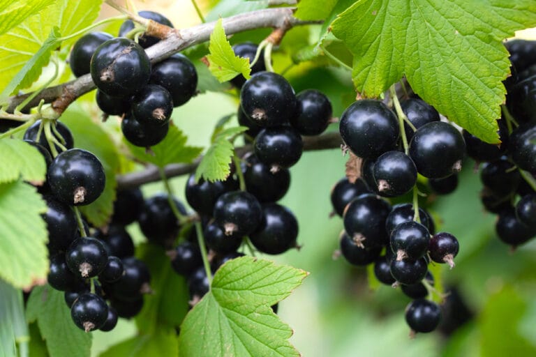 10 BEST Berries to Grow in Ohio (2023 Guide) - The Gardening Dad