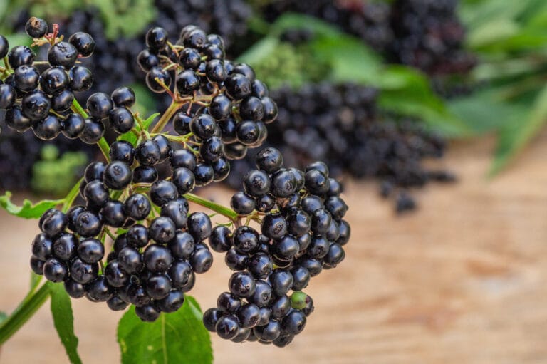 10 BEST Berries to Grow in Alaska (2023 Guide) - The Gardening Dad