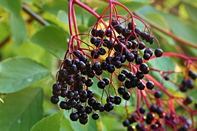 10 BEST Berries to Grow in Ohio (2023 Guide) - The Gardening Dad