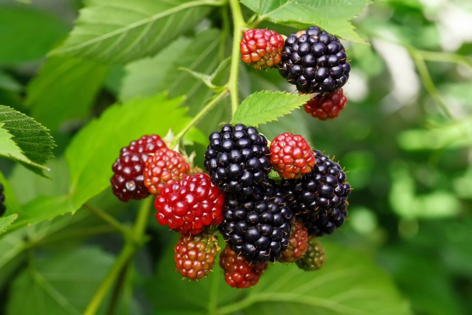 10 BEST Berries to Grow in Ohio (2023 Guide) - The Gardening Dad