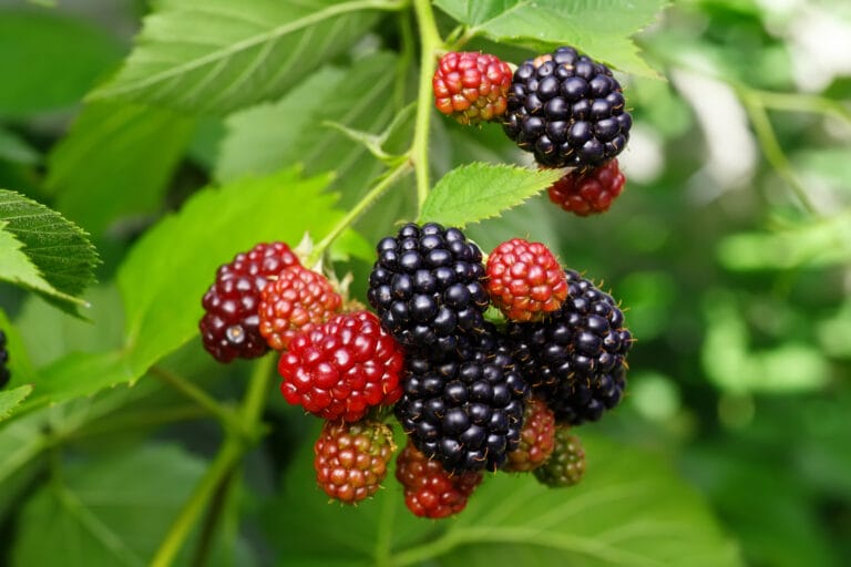 10 BEST Berries to Grow in Ohio (2023 Guide) - The Gardening Dad