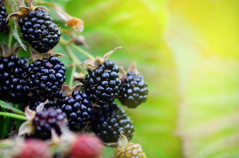 10 BEST Berries to Grow in Alaska (2023 Guide) - The Gardening Dad