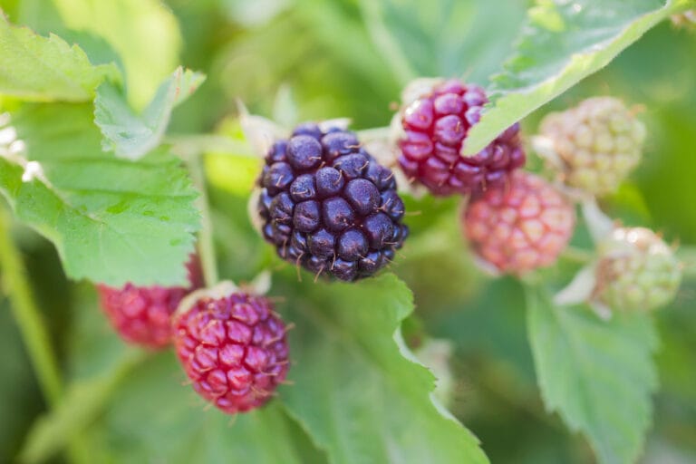 10 BEST Berries to Grow in Ohio (2023 Guide) - The Gardening Dad