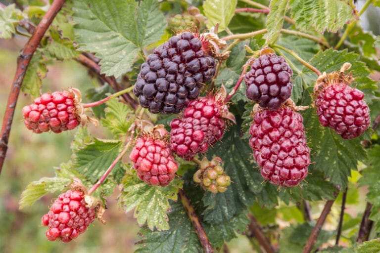 10 BEST Berries to Grow in Ohio (2023 Guide) - The Gardening Dad