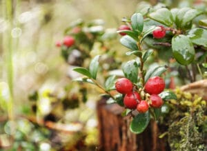 10 BEST Berries to Grow in Ohio (2023 Guide) - The Gardening Dad