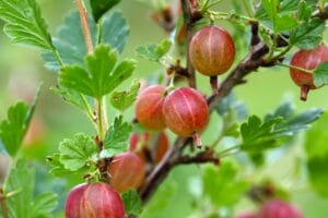 10 BEST Berries to Grow in Ohio (2023 Guide) - The Gardening Dad