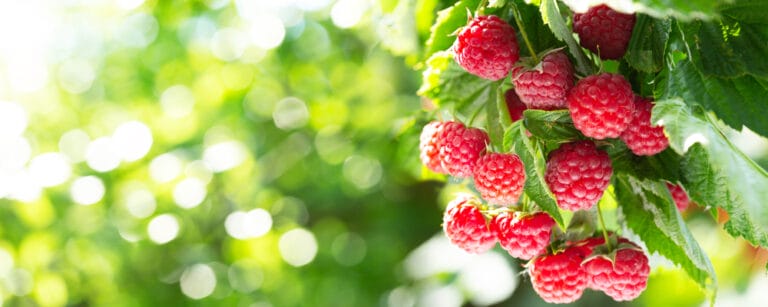 10 BEST Berries to Grow in Alaska (2023 Guide) - The Gardening Dad
