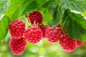 10 BEST Berries to Grow in Ohio (2023 Guide) - The Gardening Dad