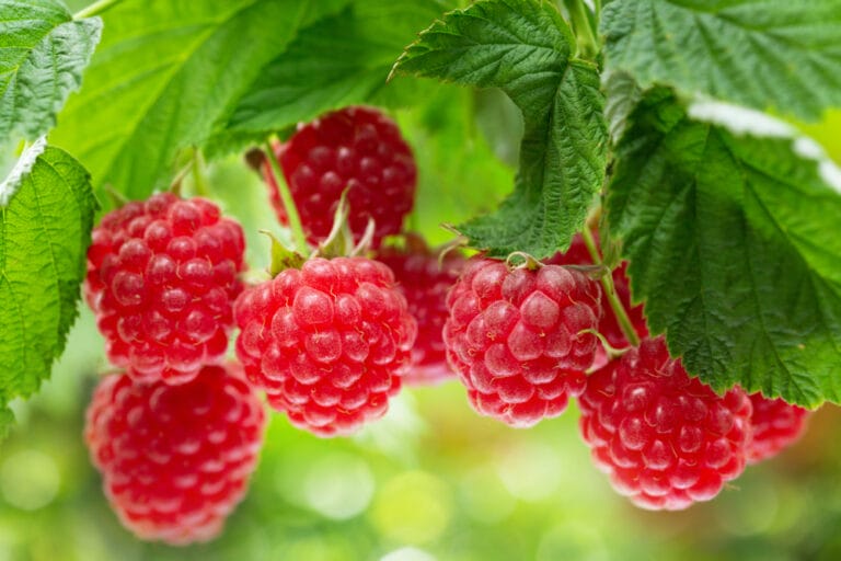 10 BEST Berries to Grow in Ohio (2023 Guide) - The Gardening Dad