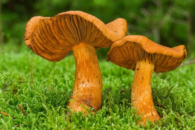 Ohio Mushroom Identification Guide (2023) - The Gardening Dad