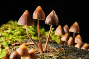 Florida Mushroom Identification Guide (2023) - The Gardening Dad
