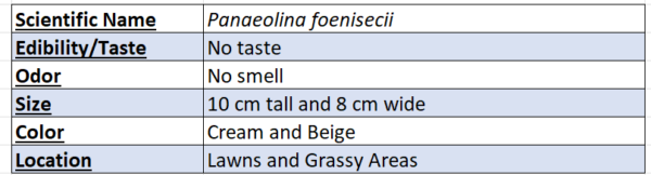10 Most Poisonous Hawaii Mushrooms (2023 Guide) - The Gardening Dad