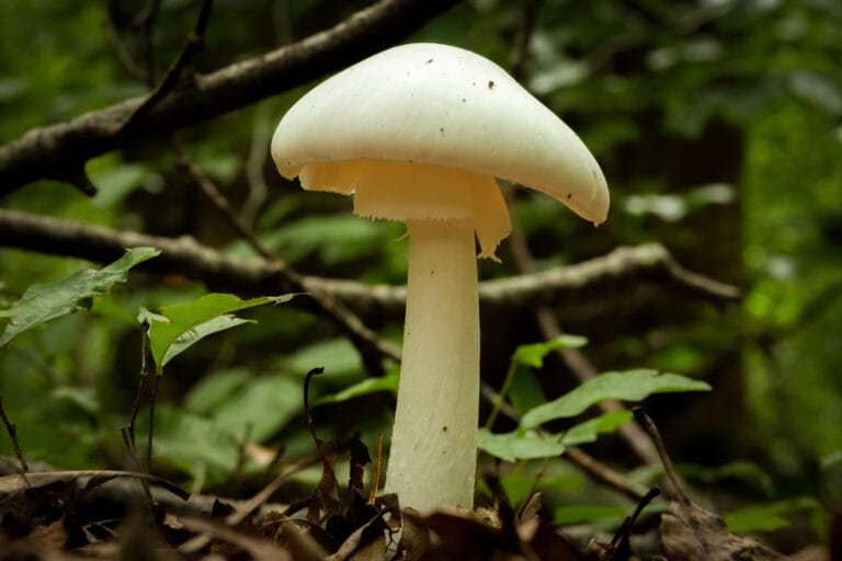 10 MOST Common Mushrooms in Michigan (2023 Guide) - The Gardening Dad