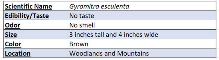 Morel Mushrooms in Tennessee Guide (2023) - The Gardening Dad