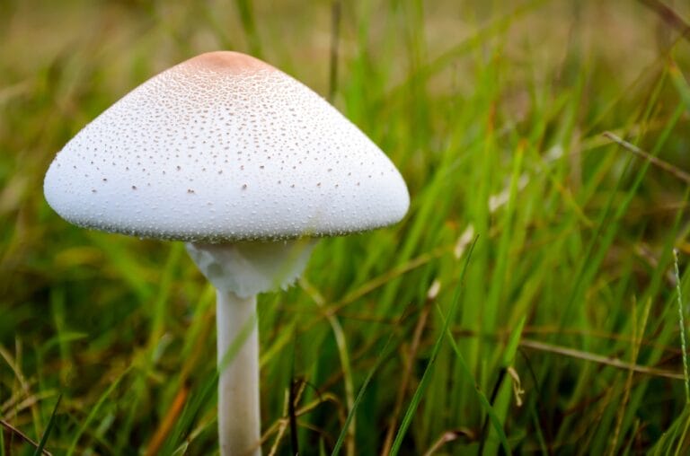 10 MOST Common Mushrooms in Colorado (2023 Guide) - The Gardening Dad