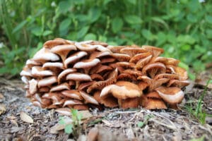 New Hampshire Mushroom Identification Guide (2023) - The Gardening Dad