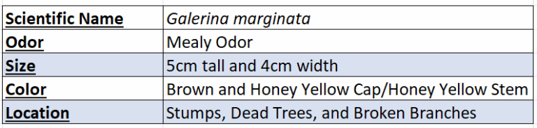 10 MOST Common Spring Mushrooms in Ohio (2023 Guide) - The Gardening Dad