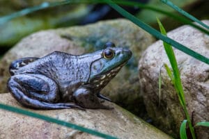 Michigan Frog Identification Guide (2023) - The Gardening Dad