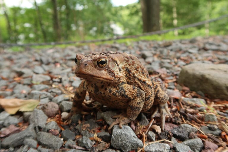 Indiana Frog Identification Guide (2023) - The Gardening Dad