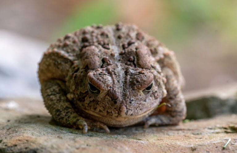 Indiana Frog Identification Guide (2023) - The Gardening Dad