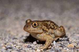 10 Tiny Frogs in Texas (2023 Guide) - The Gardening Dad