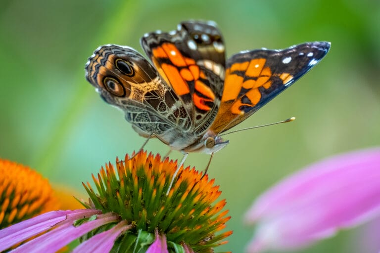 Virginia Butterflies Identification Guide (2023) - The Gardening Dad